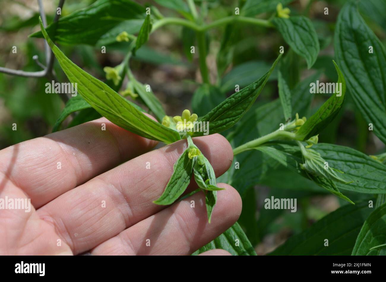 Lithospermum latifolium hi-res stock photography and images - Alamy