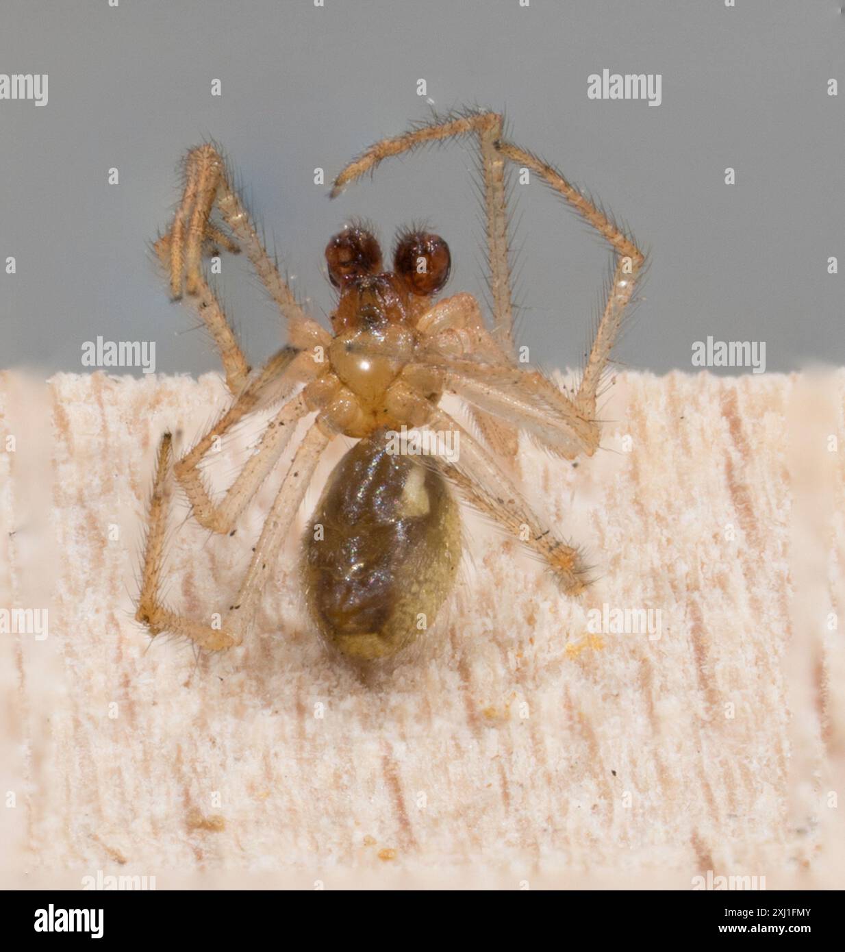 Spiders (Araneae) Arachnida Stock Photo - Alamy