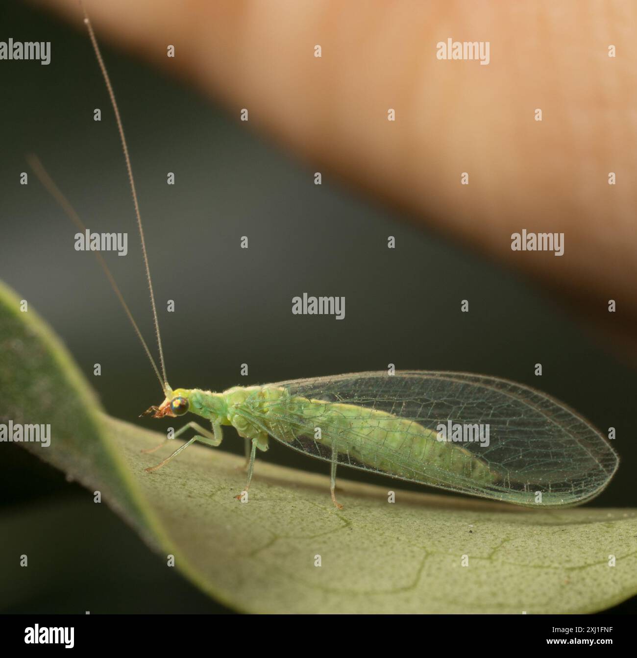 common green lacewings (Chrysoperla) Insecta Stock Photo - Alamy