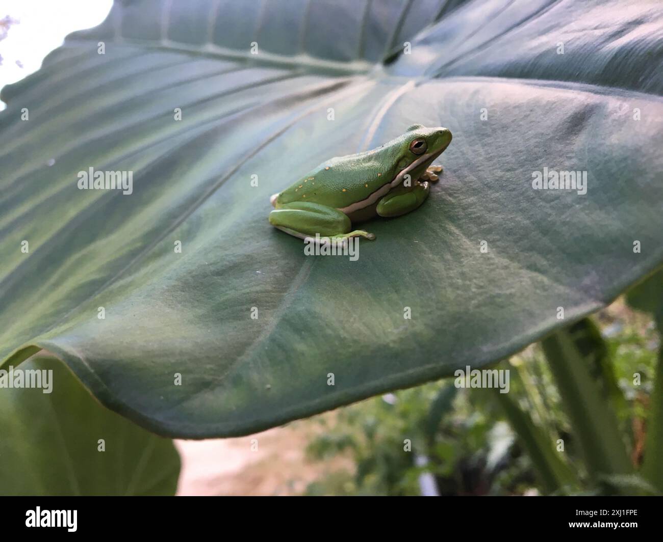 Green Treefrog (Hyla cinerea) Amphibia Stock Photo - Alamy