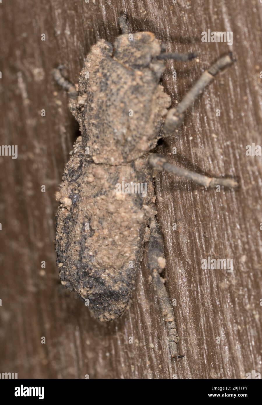 Diabolical Ironclad Beetle (Phloeodes diabolicus) Insecta Stock Photo ...