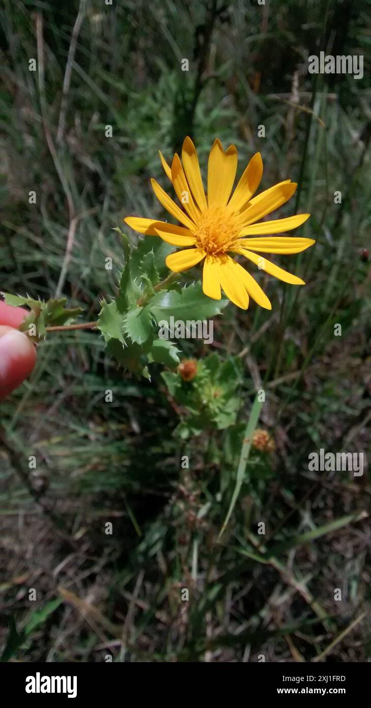 Spanish Gold (Grindelia ciliata) Plantae Stock Photo - Alamy