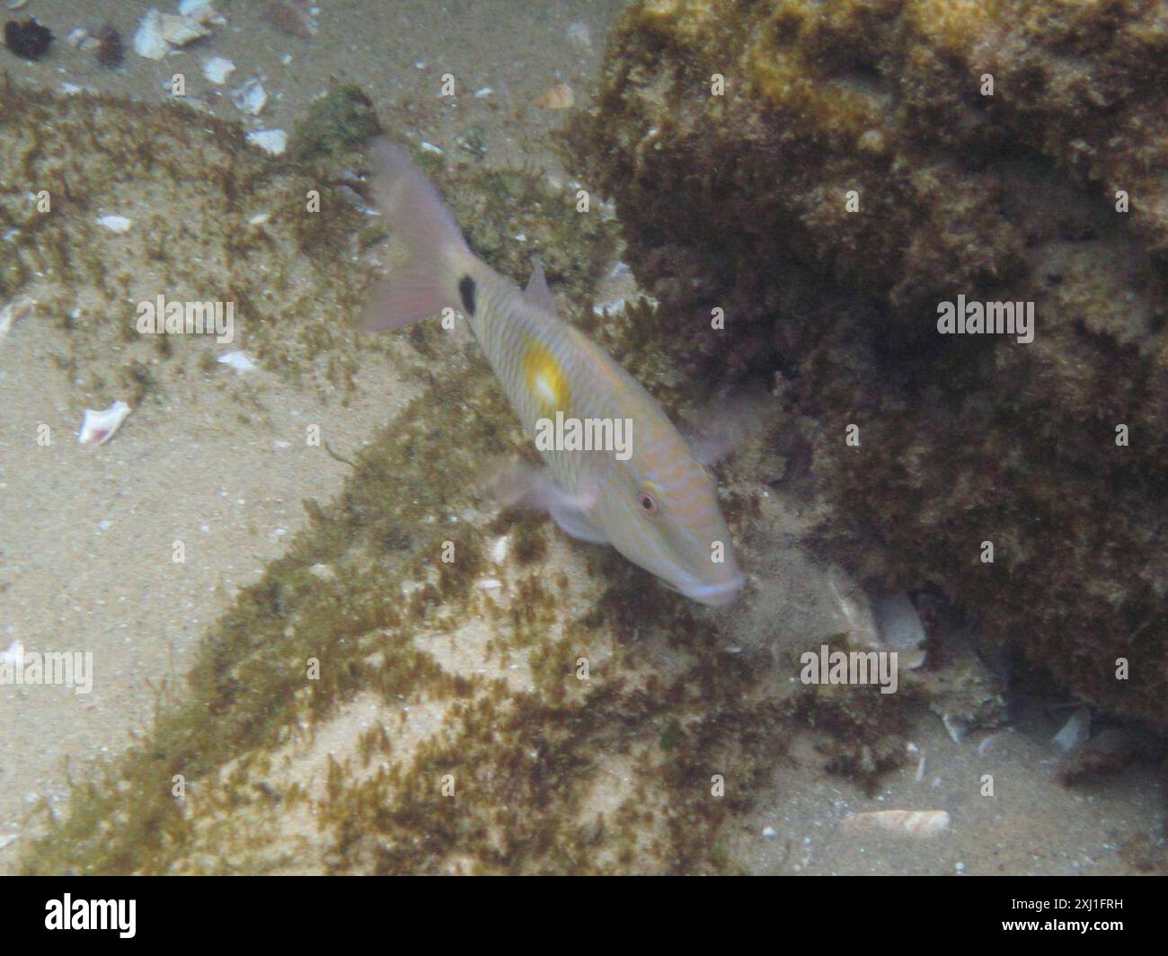 Yellowspot Goatfish (Parupeneus indicus) Actinopterygii Stock Photo - Alamy
