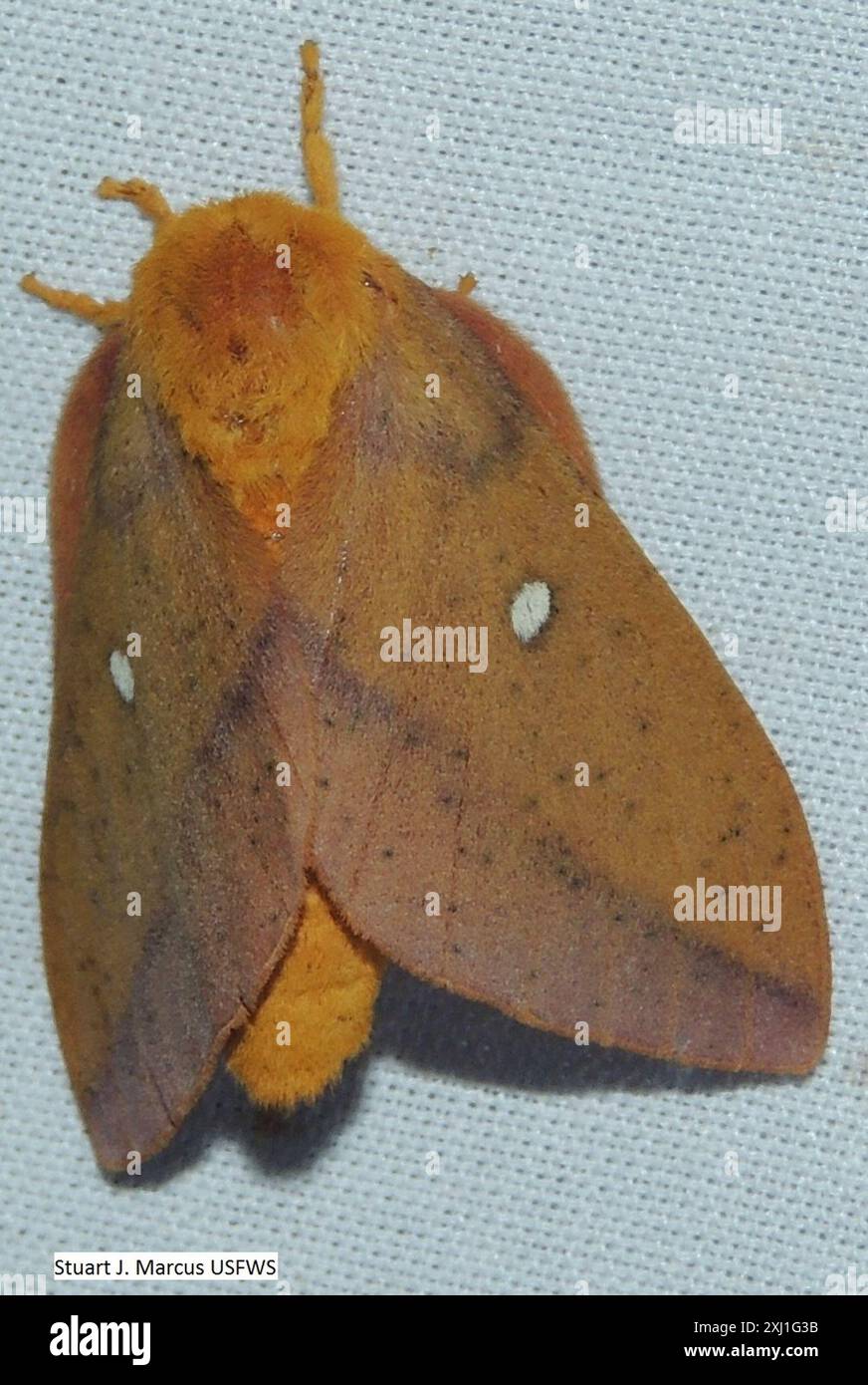 Oakworm moth hi-res stock photography and images - Alamy