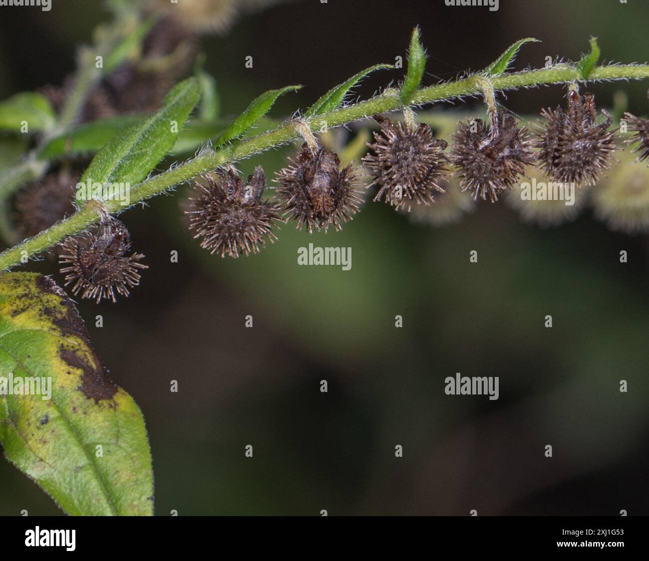 virginia stickseed (Hackelia virginiana) Plantae Stock Photo - Alamy