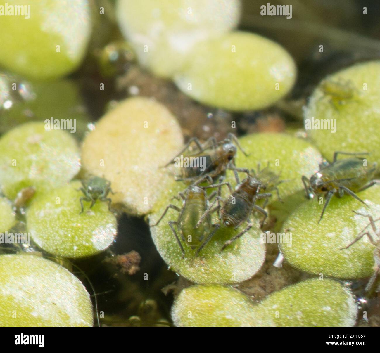 waterlily aphid (Rhopalosiphum nymphaeae) Insecta Stock Photo - Alamy