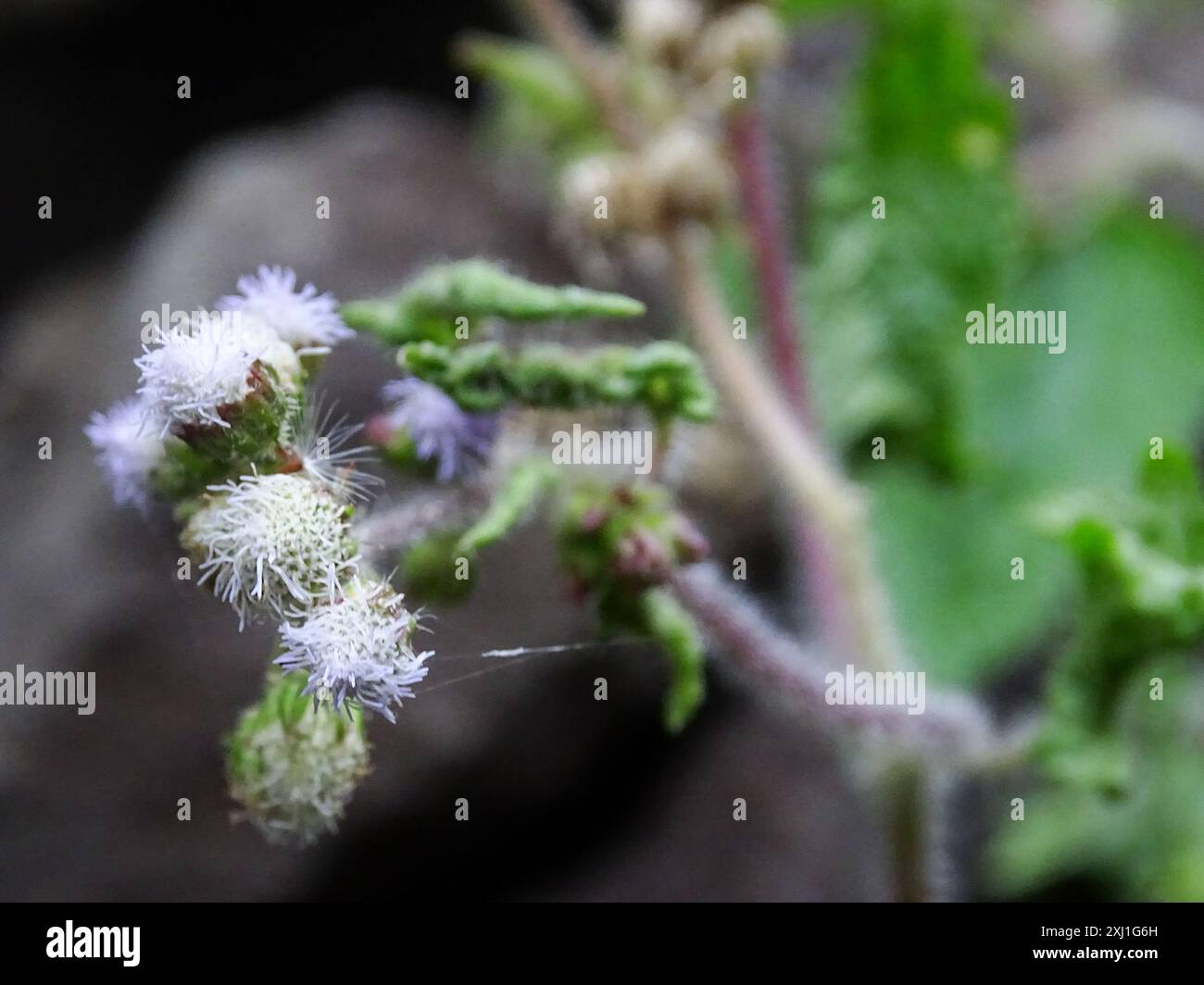 billygoat weed (Ageratum conyzoides) Plantae Stock Photo - Alamy