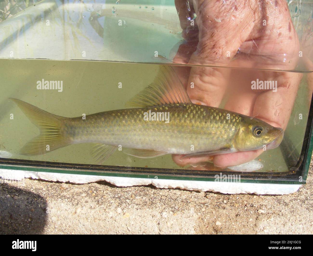 Slaty Mudsucker (Labeo molybdinus) Actinopterygii Stock Photo - Alamy