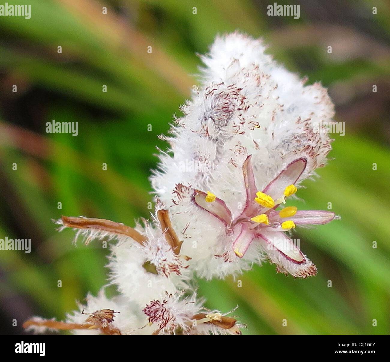 Lambstail (Lanaria lanata) Plantae Stock Photo - Alamy