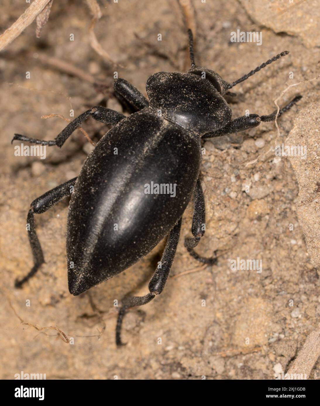 (Eleodes acuticauda) Insecta Stock Photo - Alamy