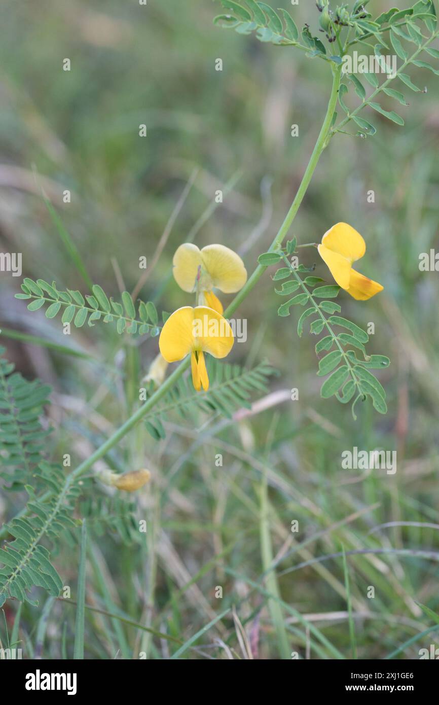 bigpod sesbania (Sesbania herbacea) Plantae Stock Photo - Alamy