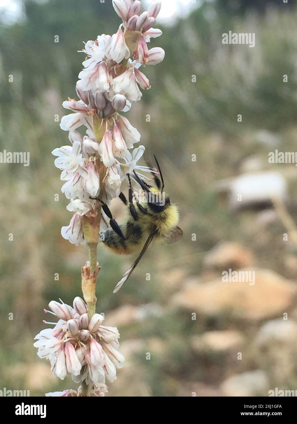 Great Basin Bumble Bee (Bombus centralis) Insecta Stock Photo - Alamy