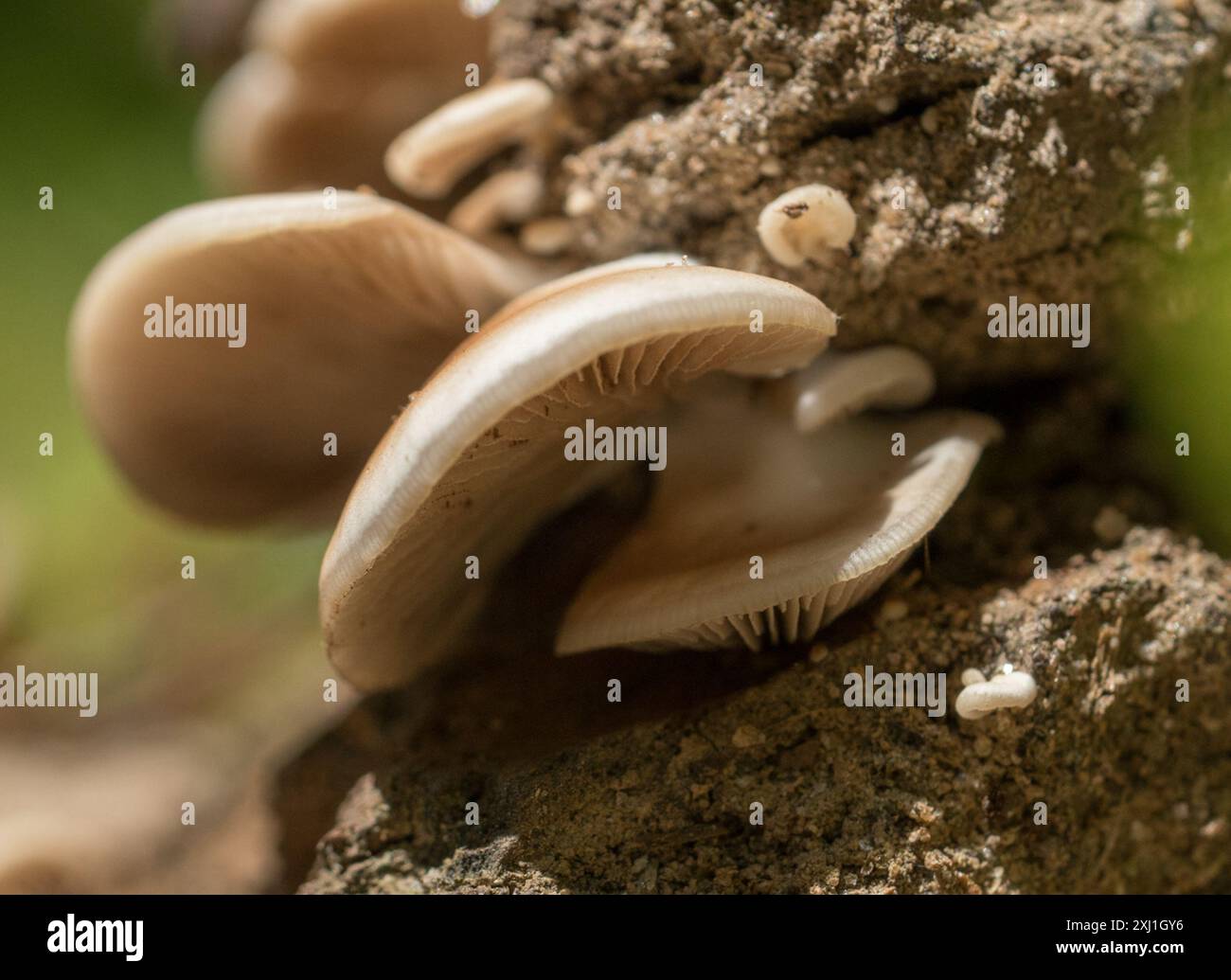 Basidiomycete Fungi (Basidiomycota) Fungi Stock Photo - Alamy