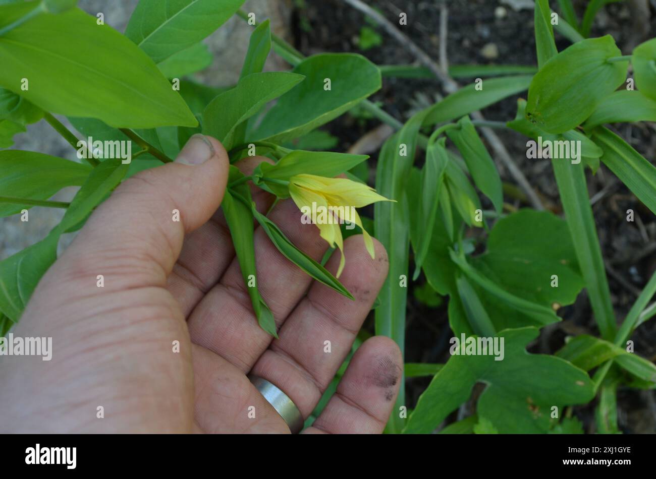 largeflower bellwort (Uvularia grandiflora) Plantae Stock Photo - Alamy