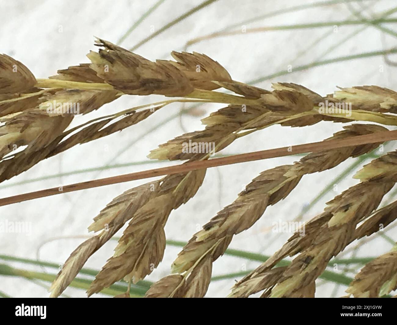 sea oats (Uniola paniculata) Plantae Stock Photo - Alamy