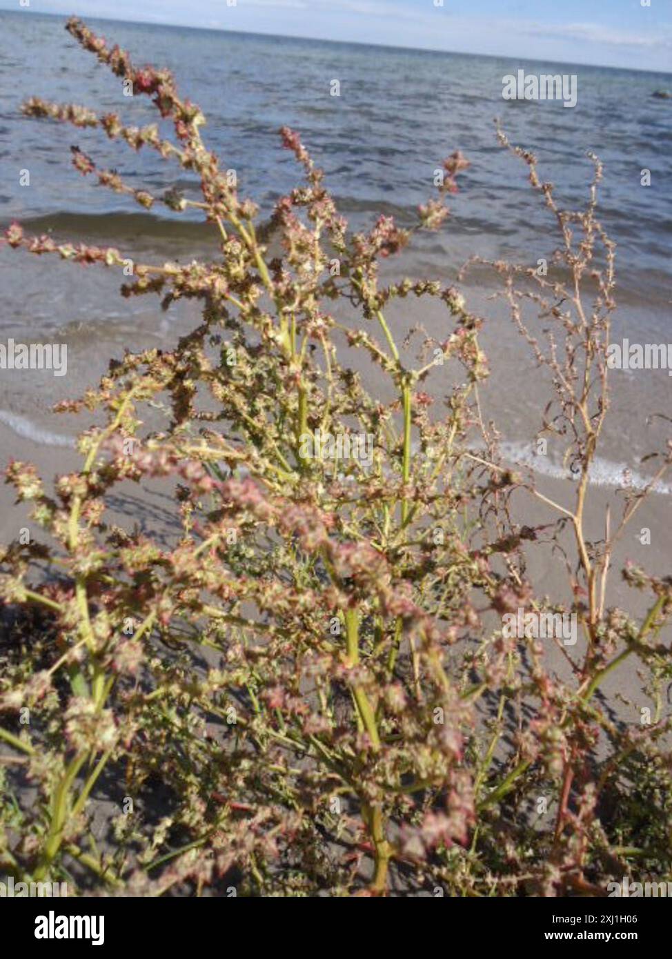 Grass-leaved Orache (Atriplex littoralis) Plantae Stock Photo - Alamy