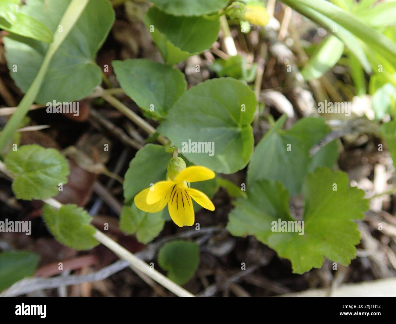 stream violet (Viola glabella) Plantae Stock Photo - Alamy