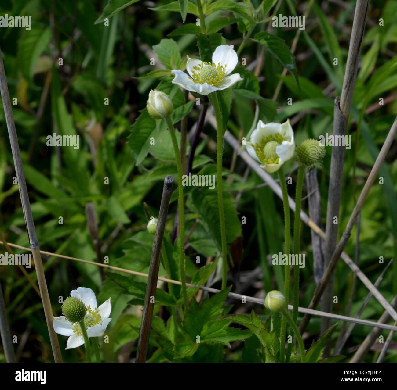 tall thimbleweed (Anemone virginiana) Plantae Stock Photo - Alamy