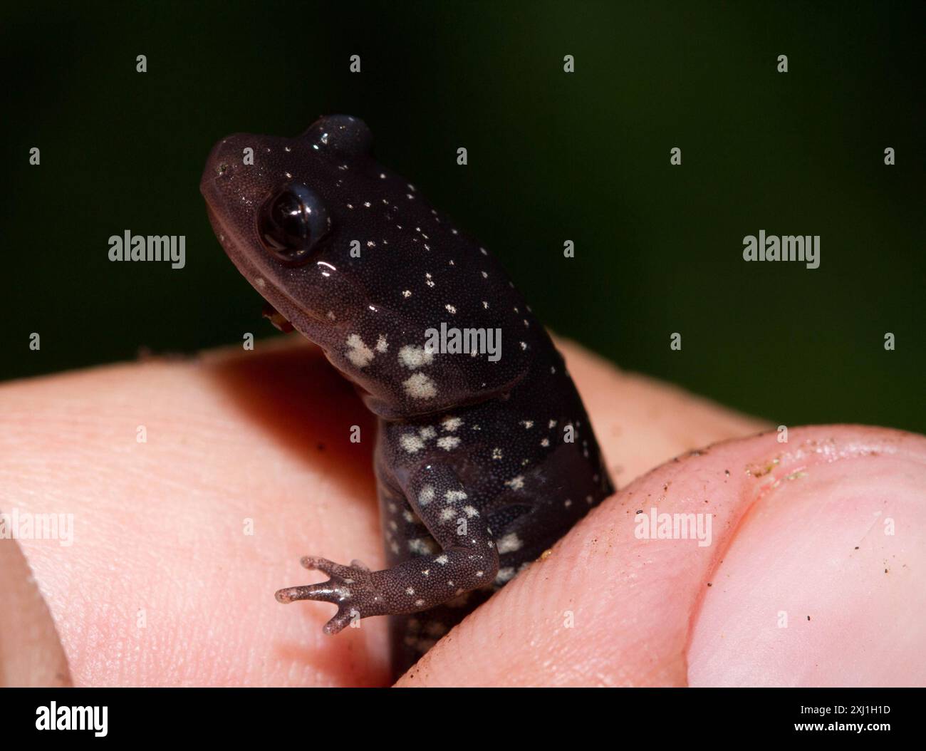 Western Slimy Salamander (Plethodon albagula) Amphibia Stock Photo - Alamy