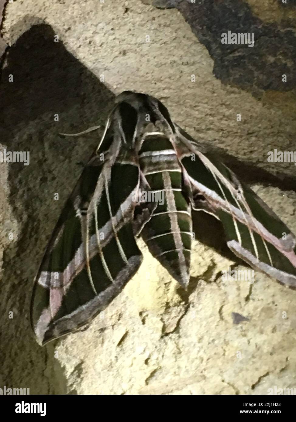 Vine sphinx eumorpha vitis hi-res stock photography and images - Alamy
