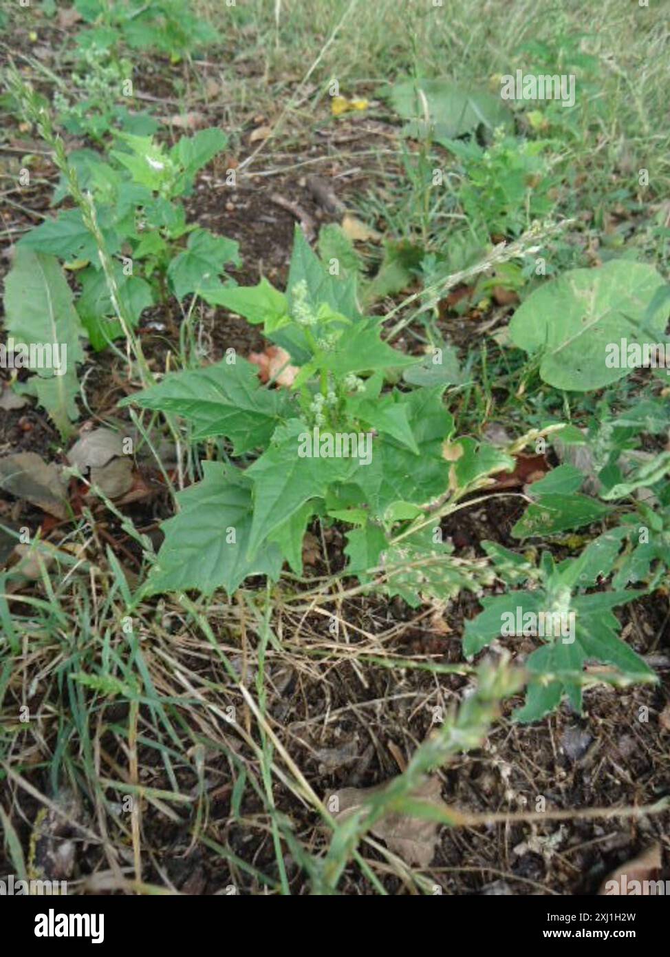 Maple leaved goosefoot hi-res stock photography and images - Alamy