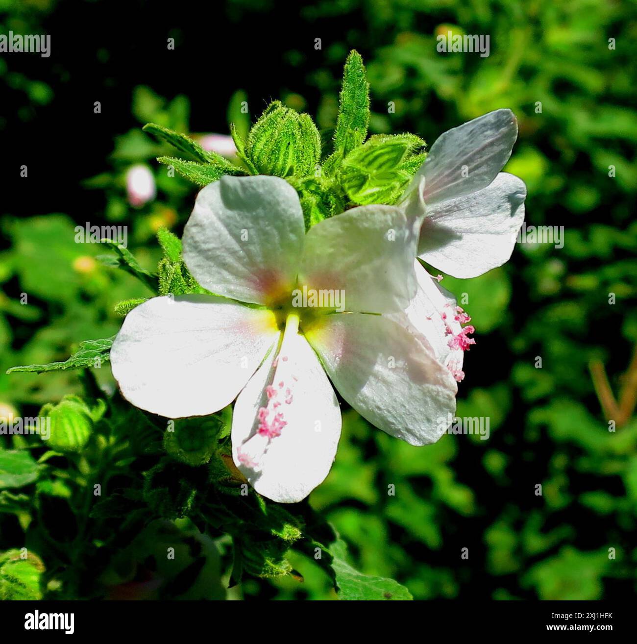 Pink Swampmallow (Pavonia columella) Plantae Stock Photo - Alamy
