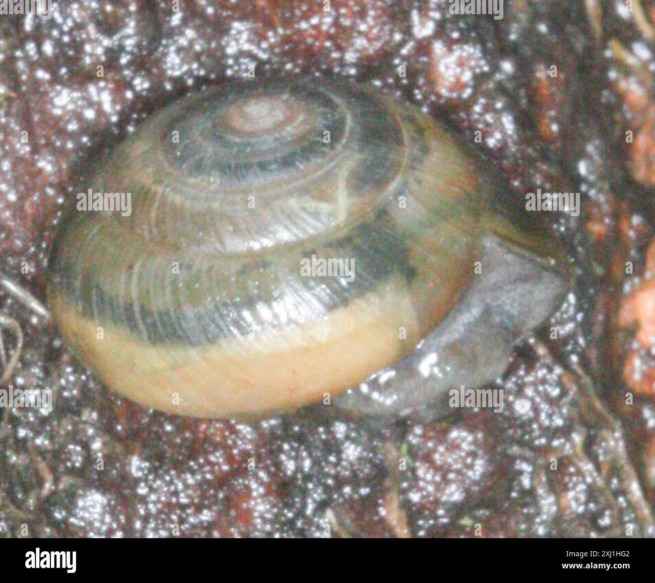 Dome Snails (Ventridens) Mollusca Stock Photo - Alamy