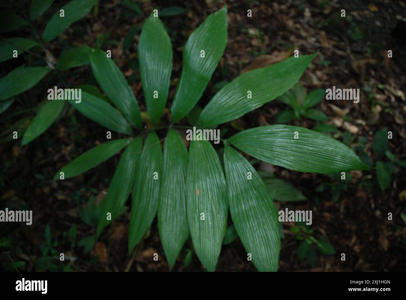 (Zamia neurophyllidia) Plantae Stock Photo - Alamy