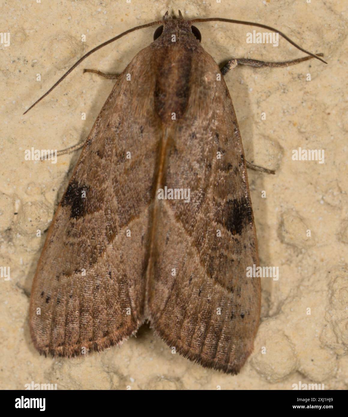 Galgula partita hi-res stock photography and images - Alamy