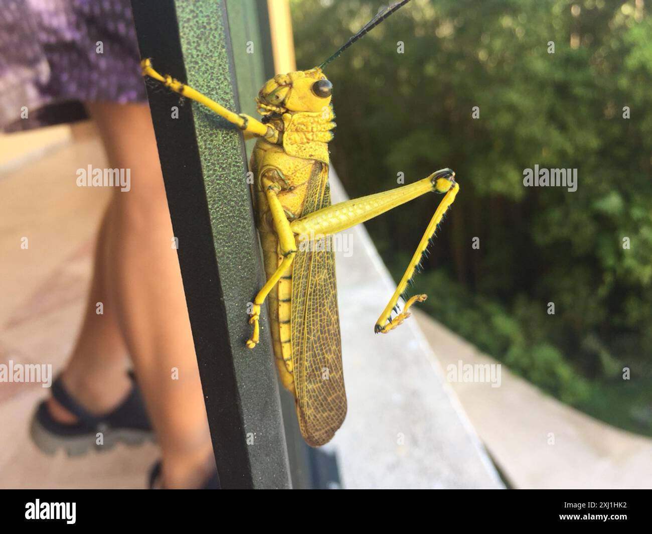giant red-winged grasshopper (Tropidacris cristata) Insecta Stock Photo ...