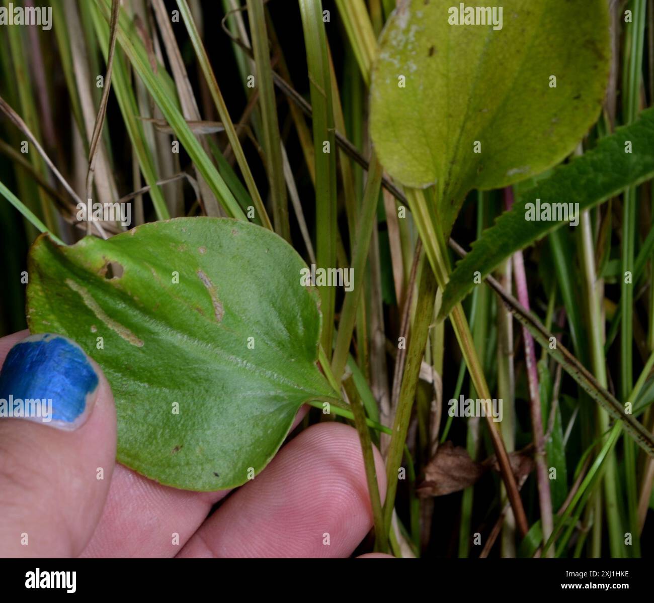 Fen Grass of Parnassus (Parnassia glauca) Plantae Stock Photo - Alamy