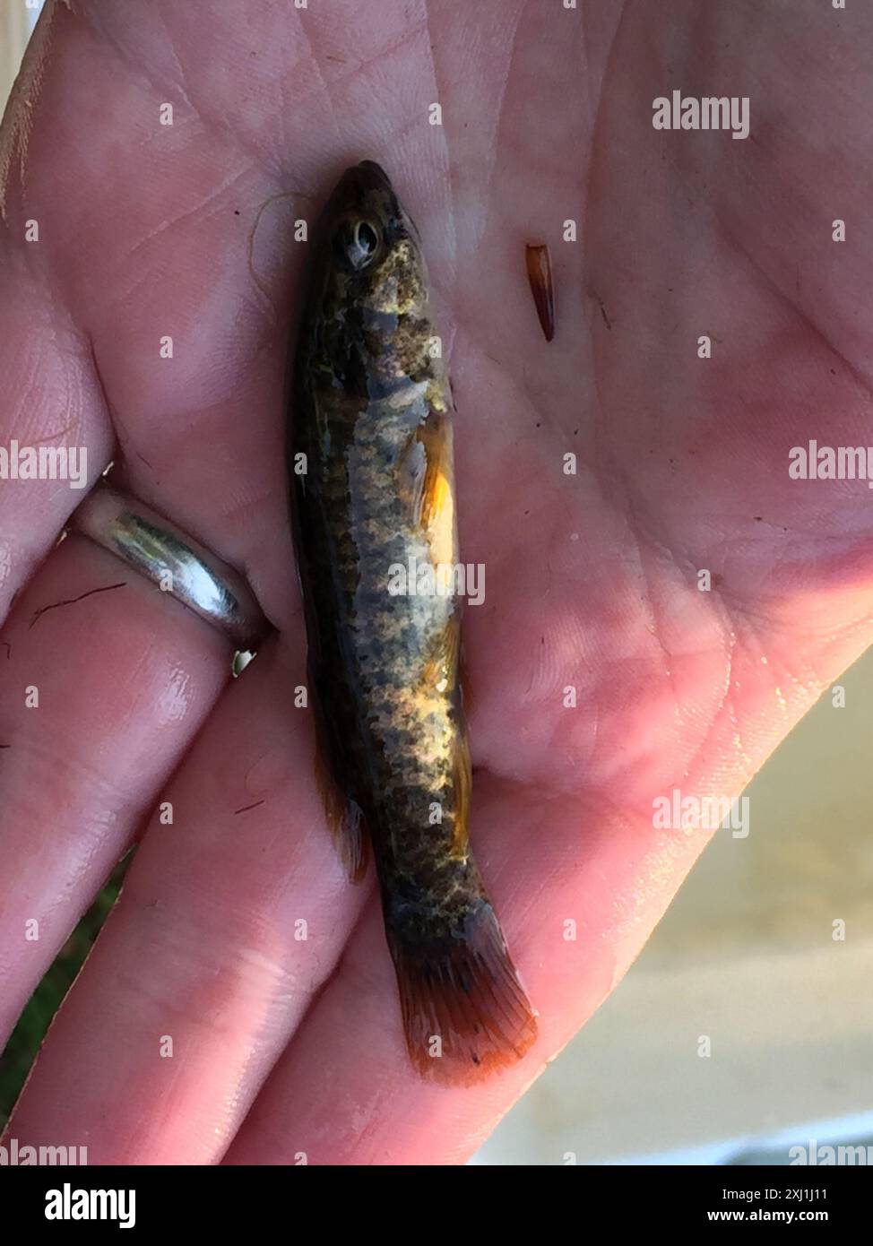 Central Mudminnow (Umbra limi) Actinopterygii Stock Photo - Alamy