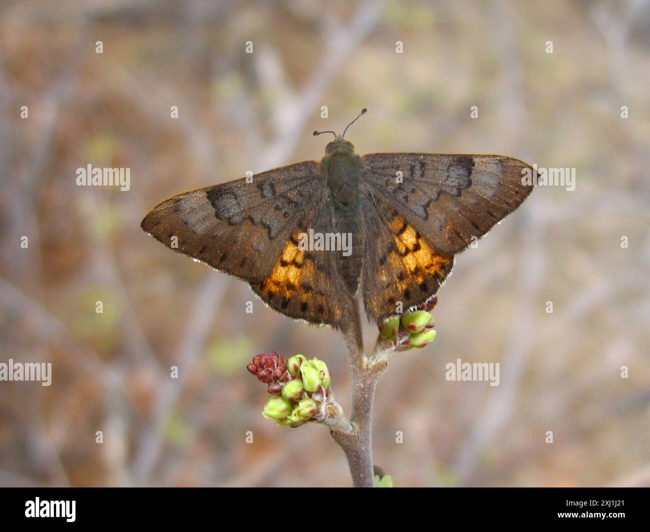 Zela hi-res stock photography and images - Alamy