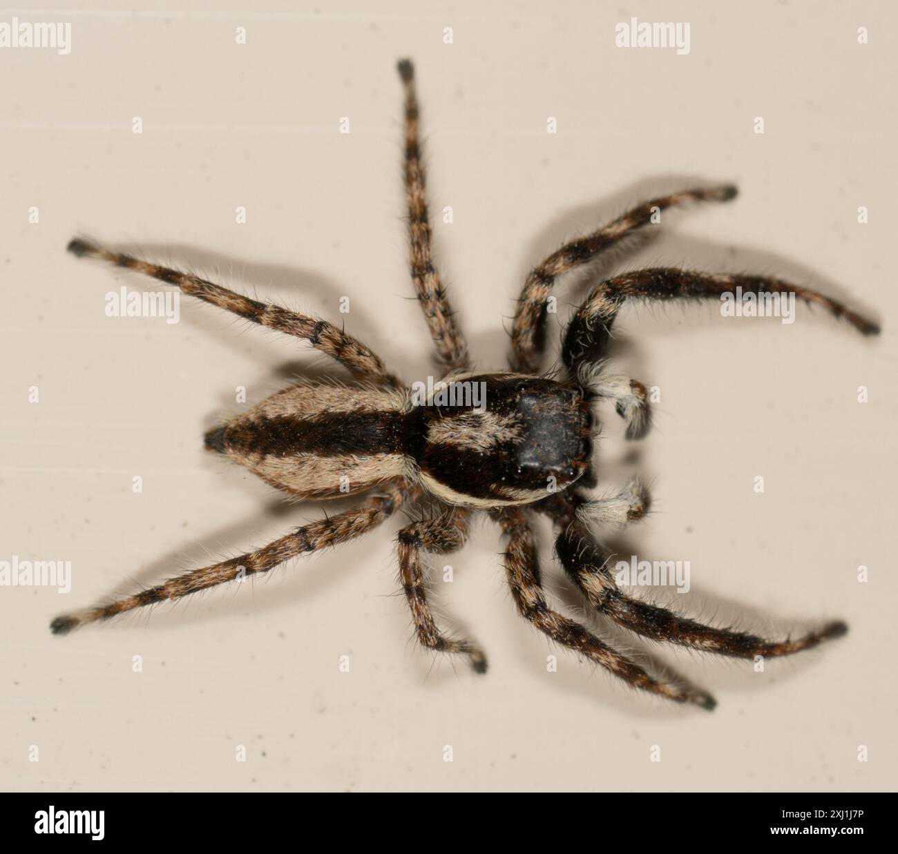 Gray Wall Jumping Spider (Menemerus bivittatus) Arachnida Stock Photo ...