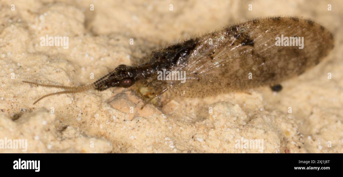 Barber's Brown Lacewing (Sympherobius barberi) Insecta Stock Photo - Alamy
