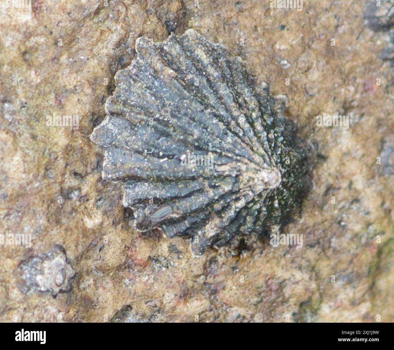 Rough Limpet (Lottia scabra) Mollusca Stock Photo - Alamy