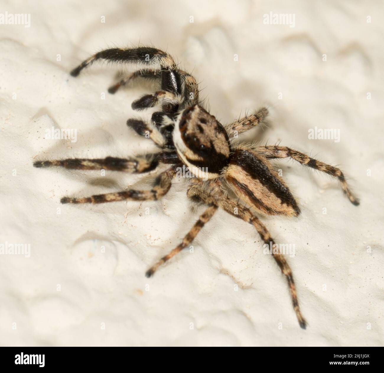 Gray Wall Jumping Spider (Menemerus bivittatus) Arachnida Stock Photo ...