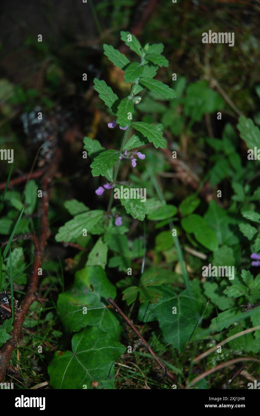 Water Germander (Teucrium scordium) Plantae Stock Photo - Alamy