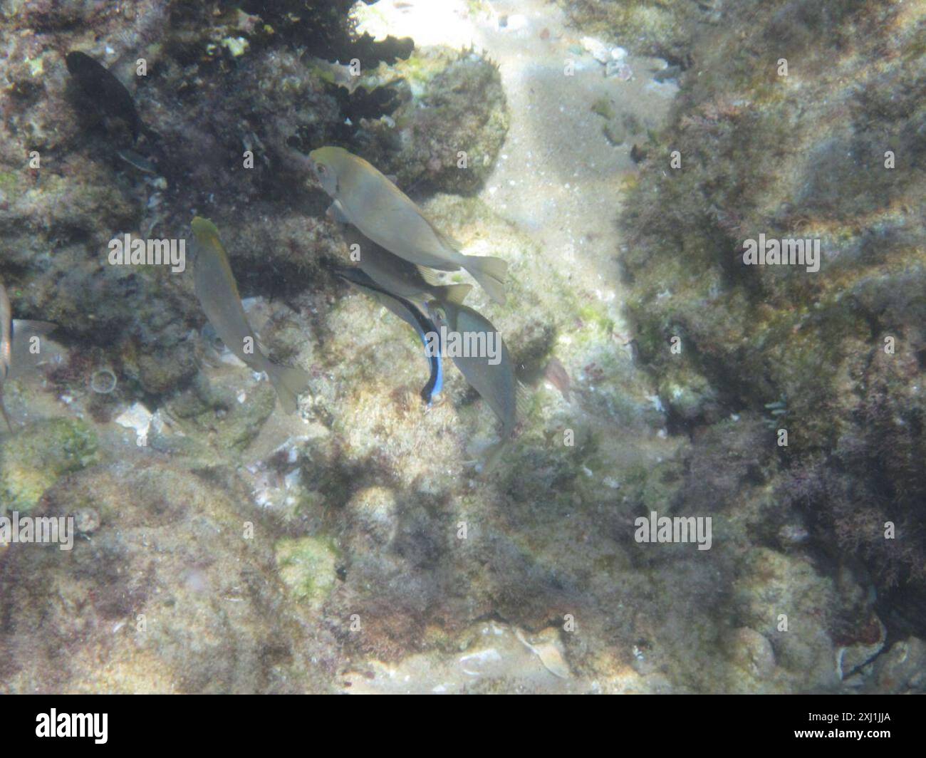 Whitespotted Rabbitfish (Siganus sutor) Actinopterygii Stock Photo - Alamy