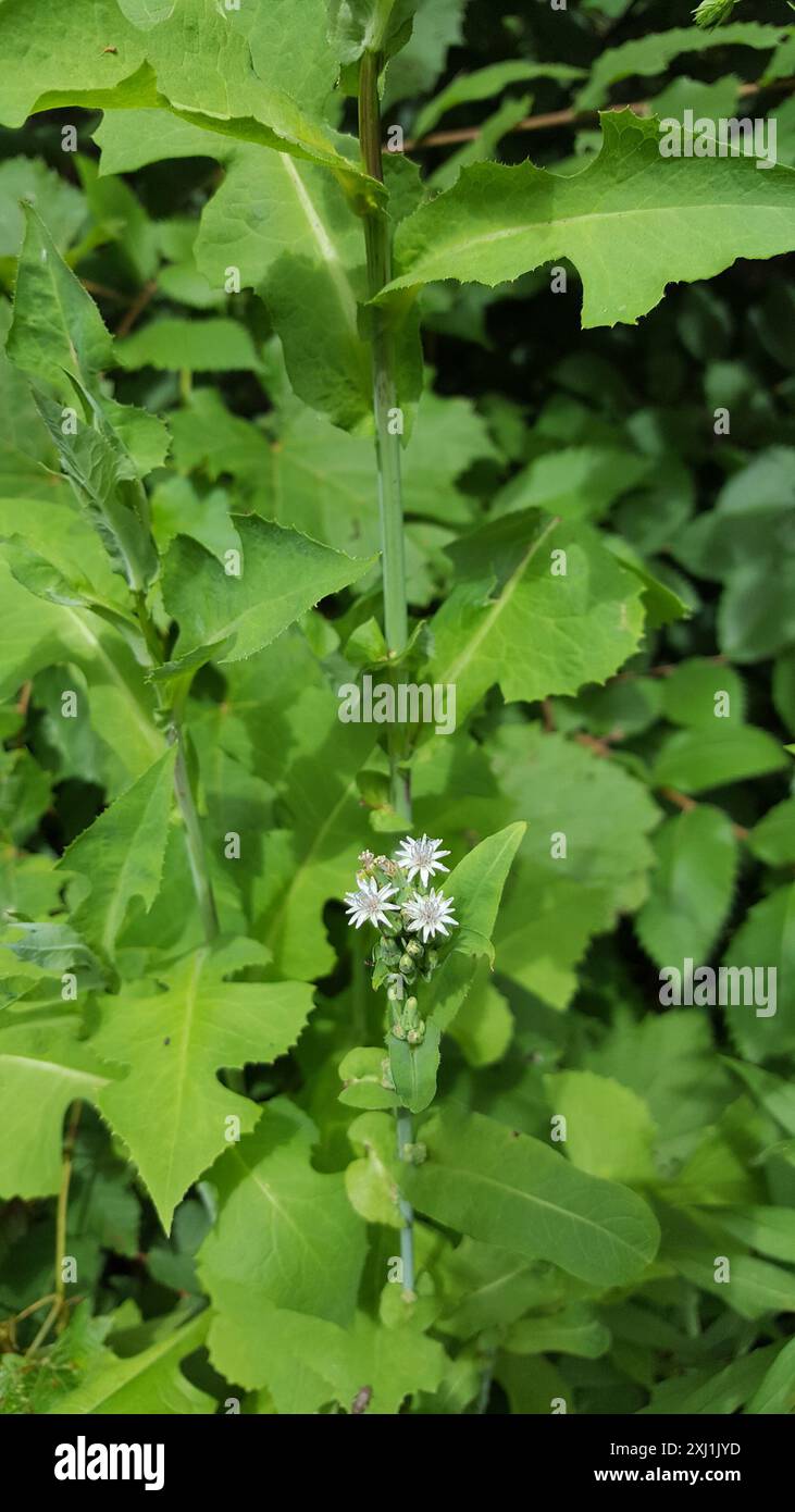 tall blue lettuce (Lactuca biennis) Plantae Stock Photo - Alamy