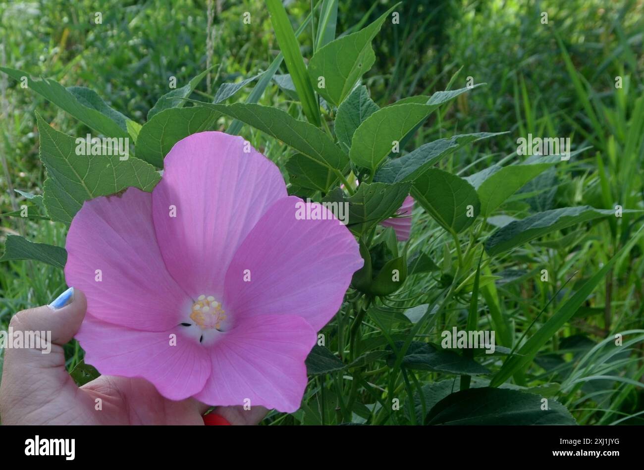 swamp rose mallow (Hibiscus moscheutos) Plantae Stock Photo - Alamy