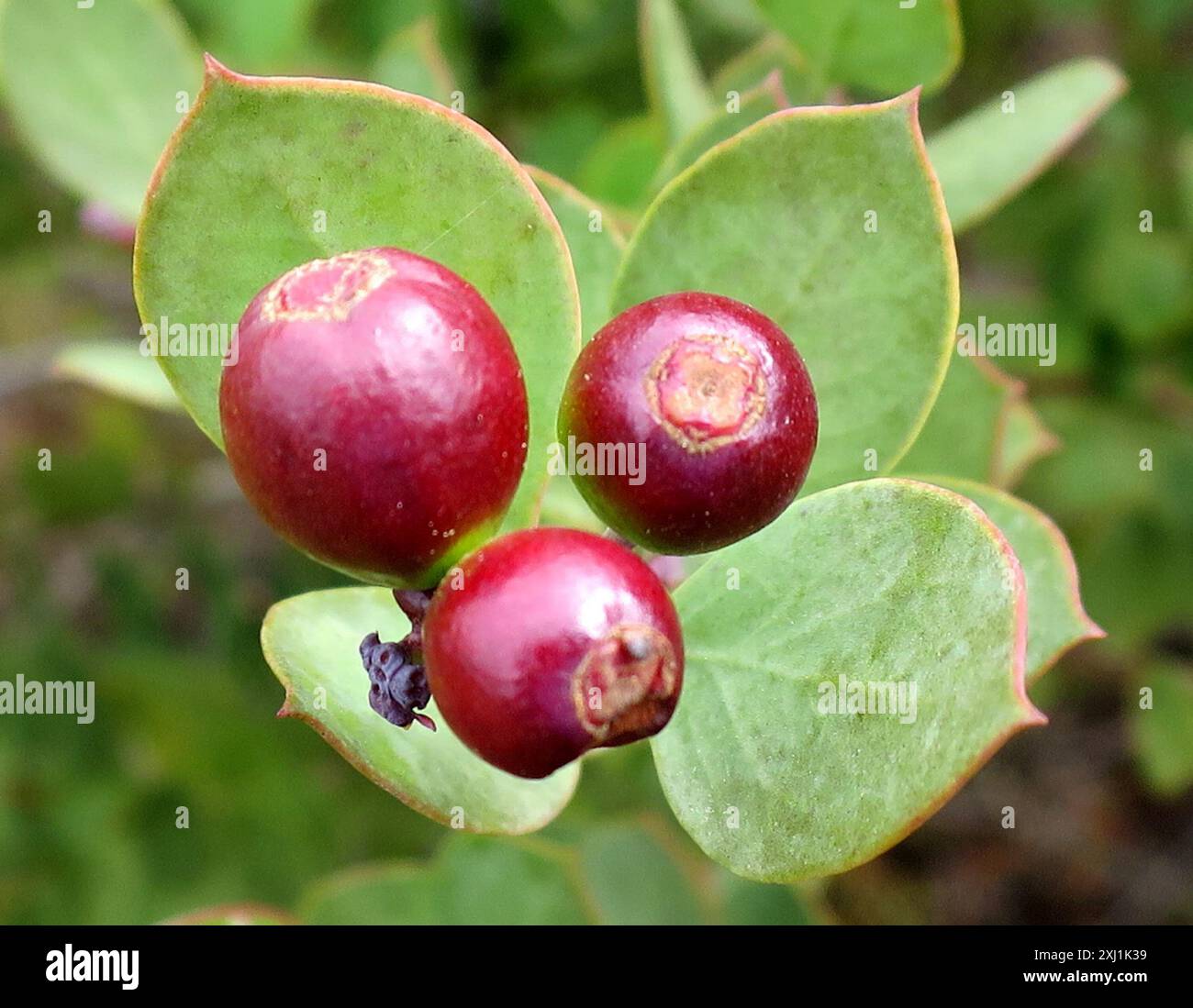 Cape Sumach (Colpoon compressum) Plantae Stock Photo - Alamy