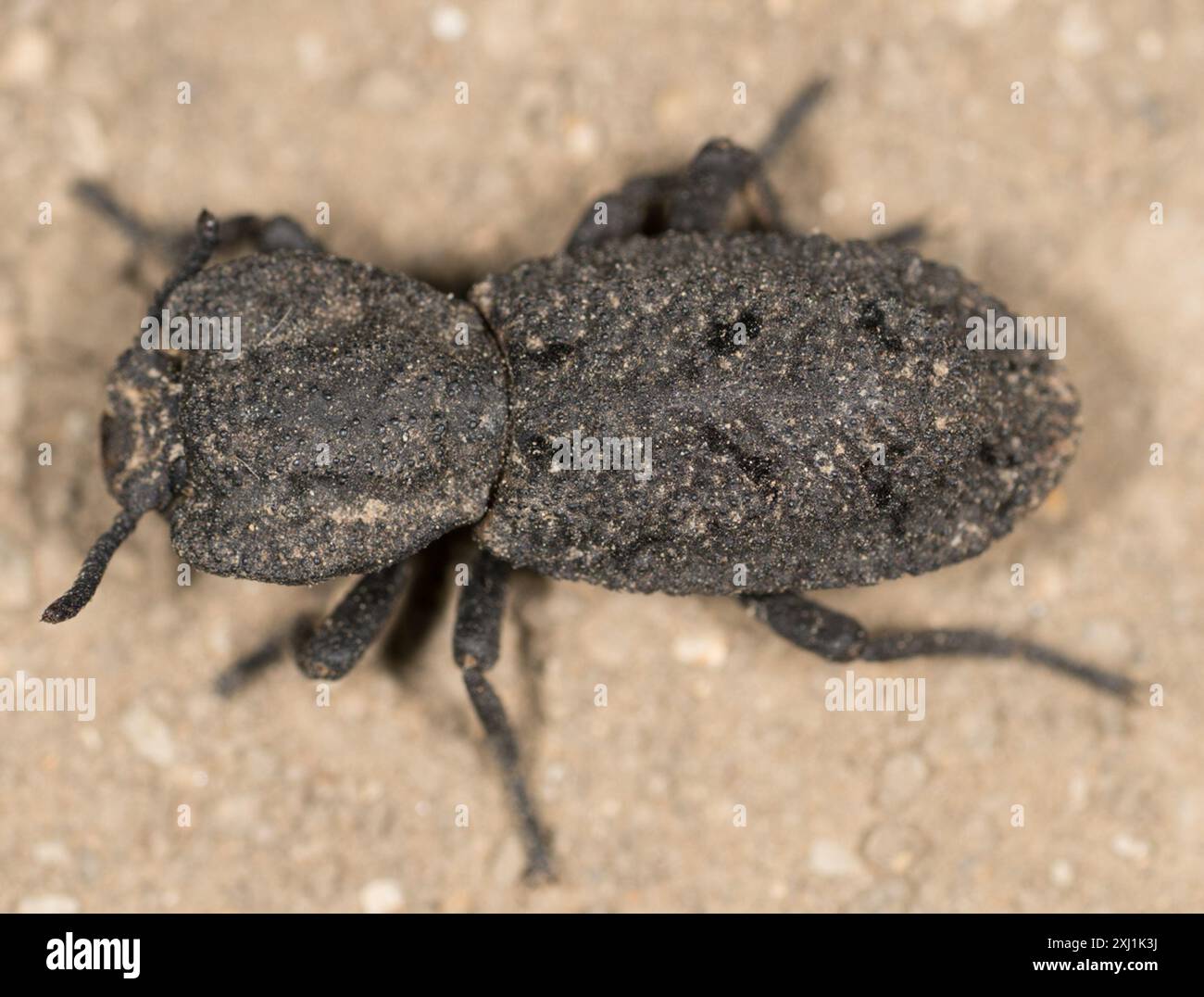 Diabolical ironclad beetle hi-res stock photography and images - Alamy