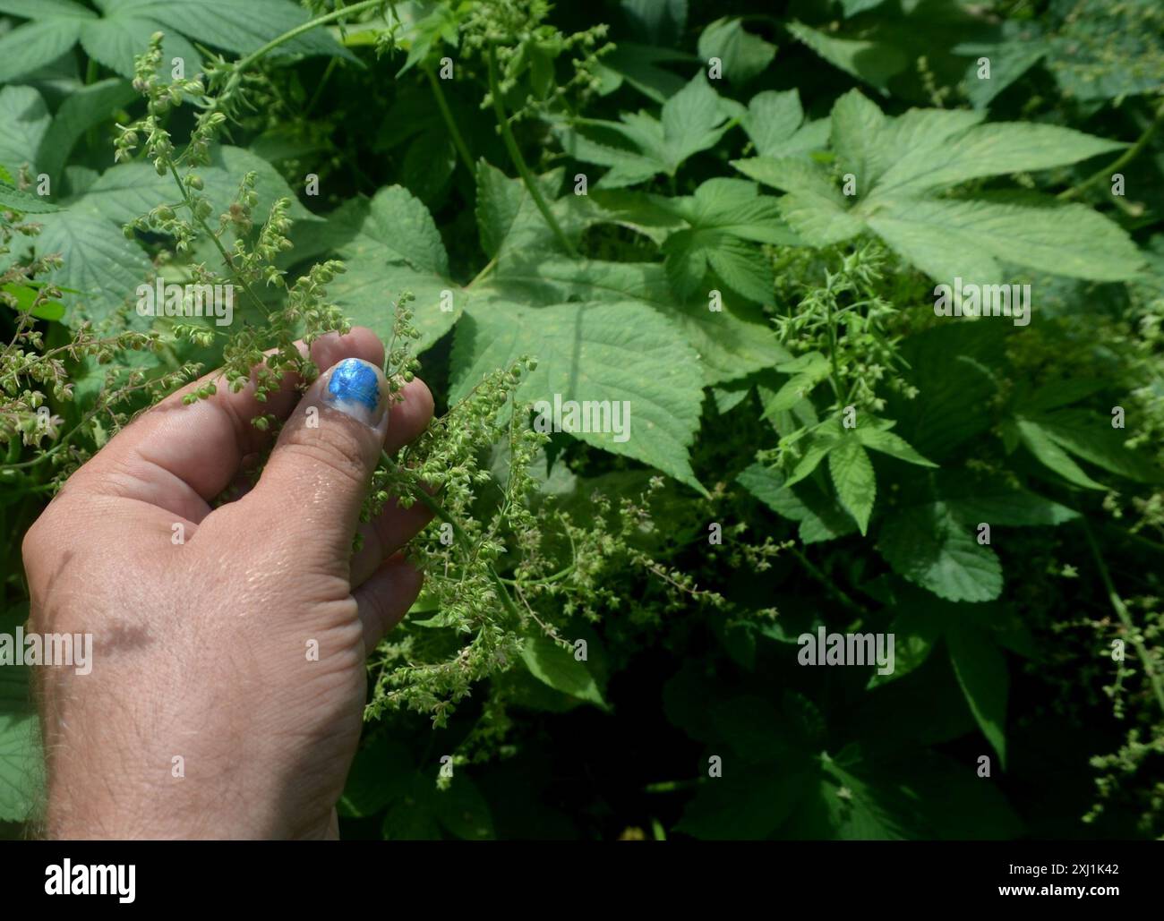 Japanese hops hi-res stock photography and images - Alamy