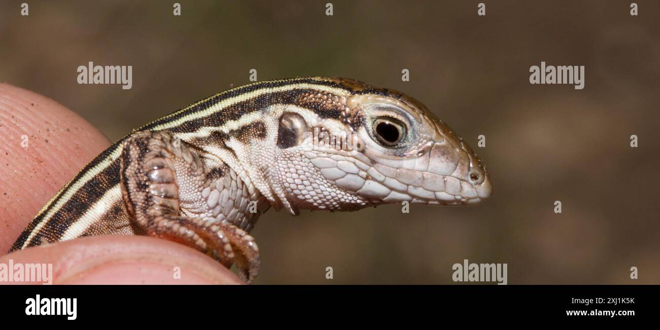 Common Spotted Whiptail (Aspidoscelis gularis) Reptilia Stock Photo - Alamy