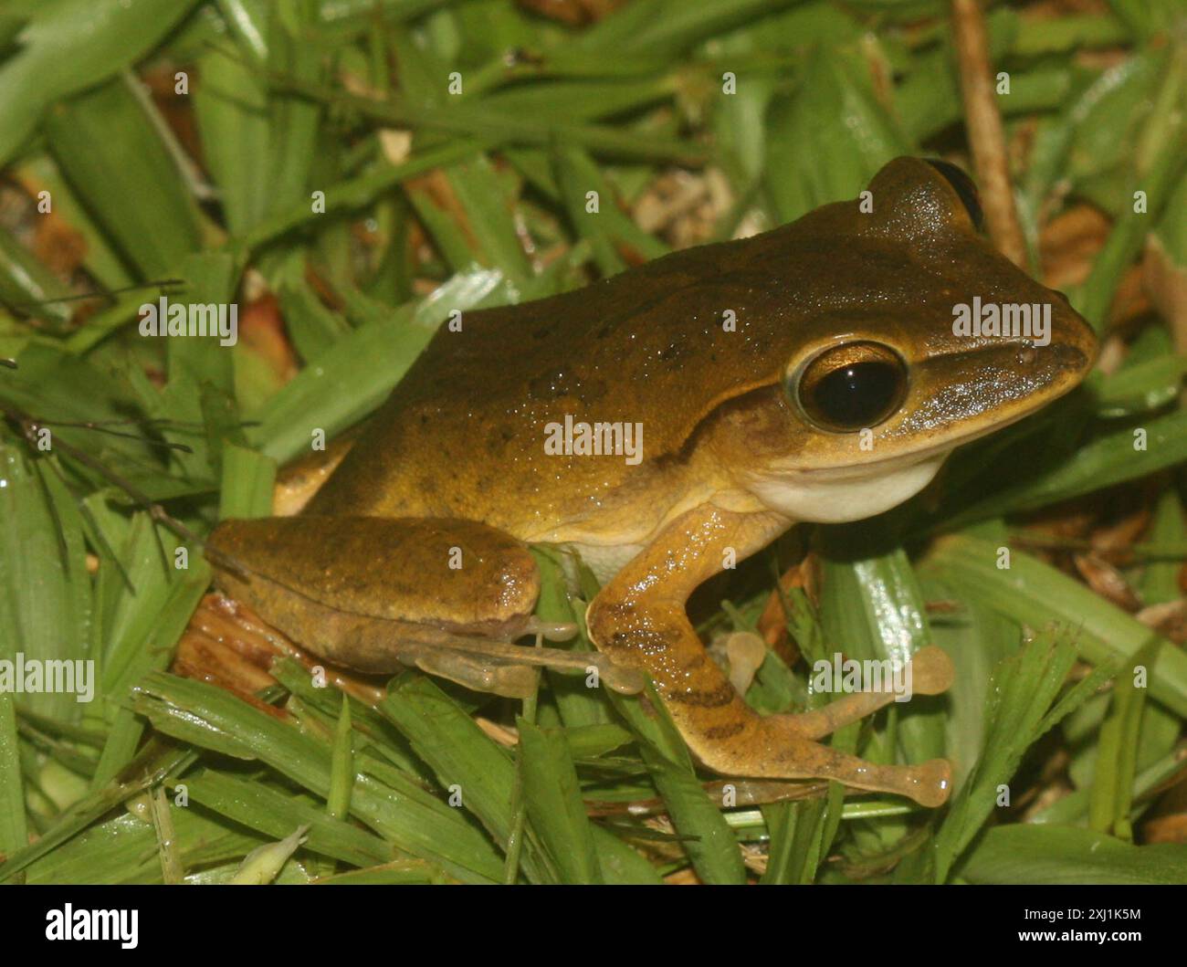 Spot-legged Tree Frog (Polypedates megacephalus) Amphibia Stock Photo ...