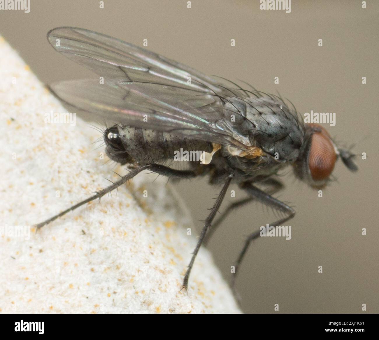 Muscoid Flies (Muscoidea) Insecta Stock Photo - Alamy