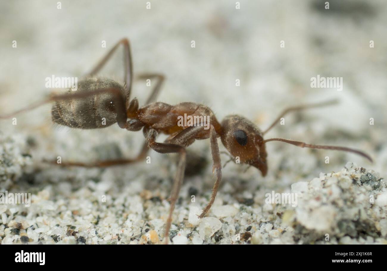 fusca-group Field Ants and Allies (Formica fusca) Insecta Stock Photo ...