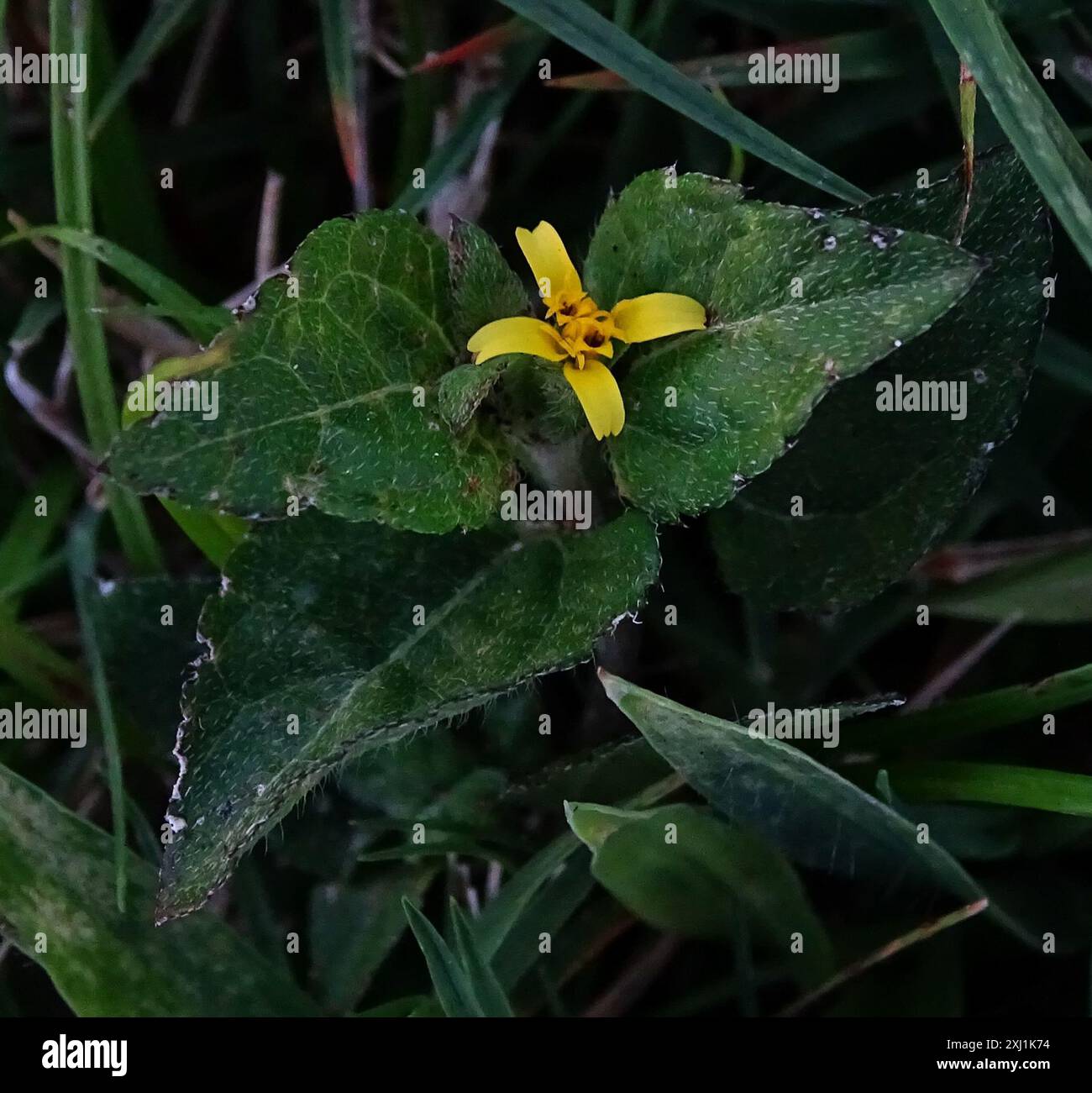 straggler daisy (Calyptocarpus vialis) Plantae Stock Photo - Alamy