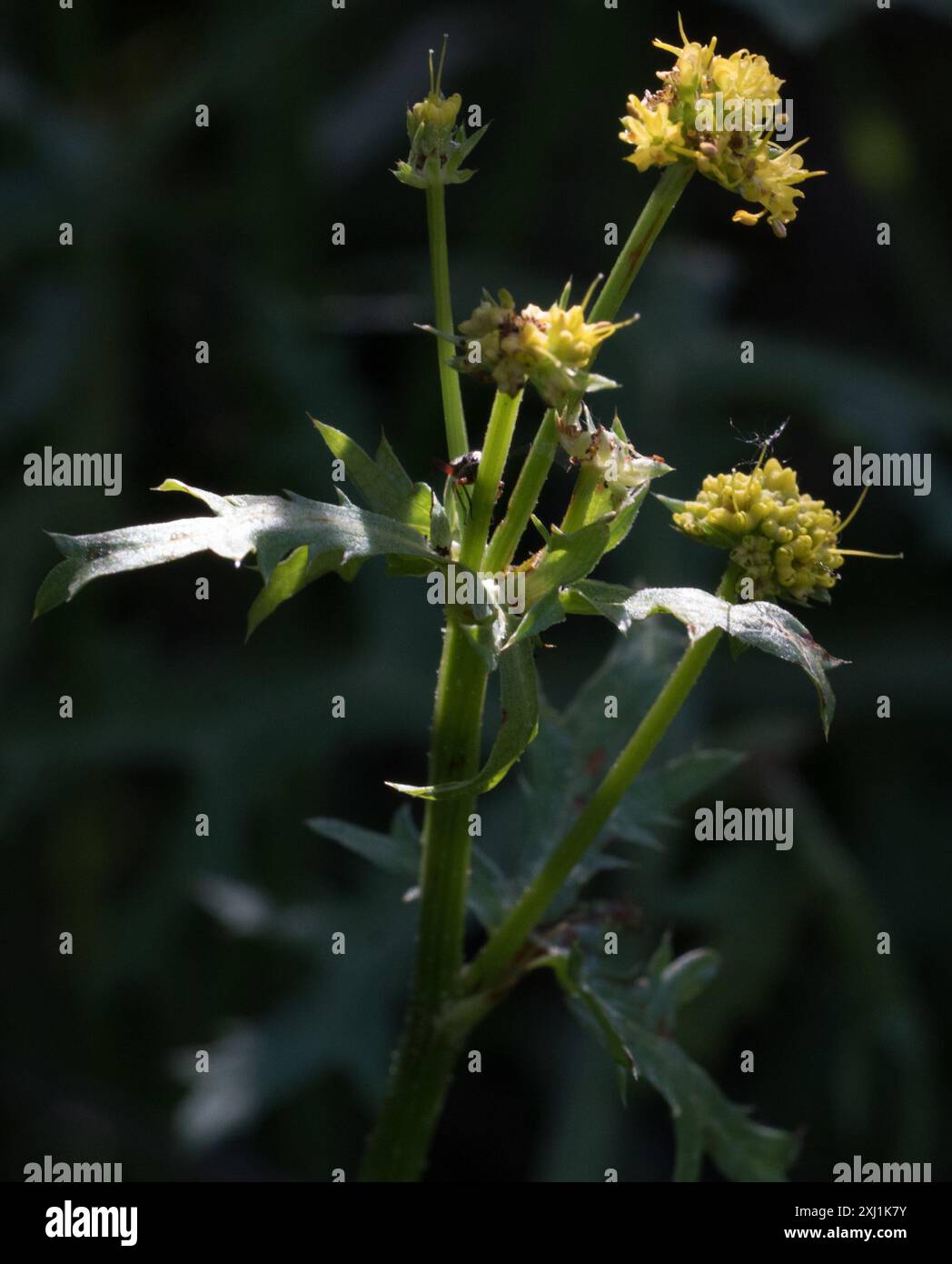 Sharp-toothed Sanicle (Sanicula arguta) Plantae Stock Photo - Alamy